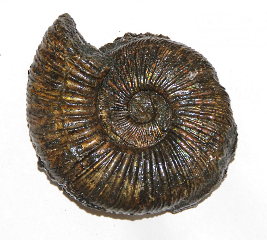 Collection of Fossils - Nature Research Centre