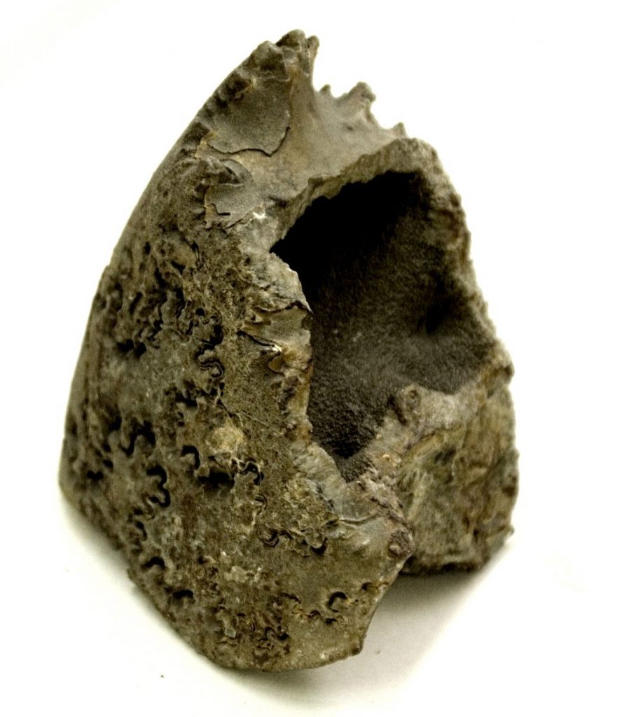 Collection of Fossils - Nature Research Centre