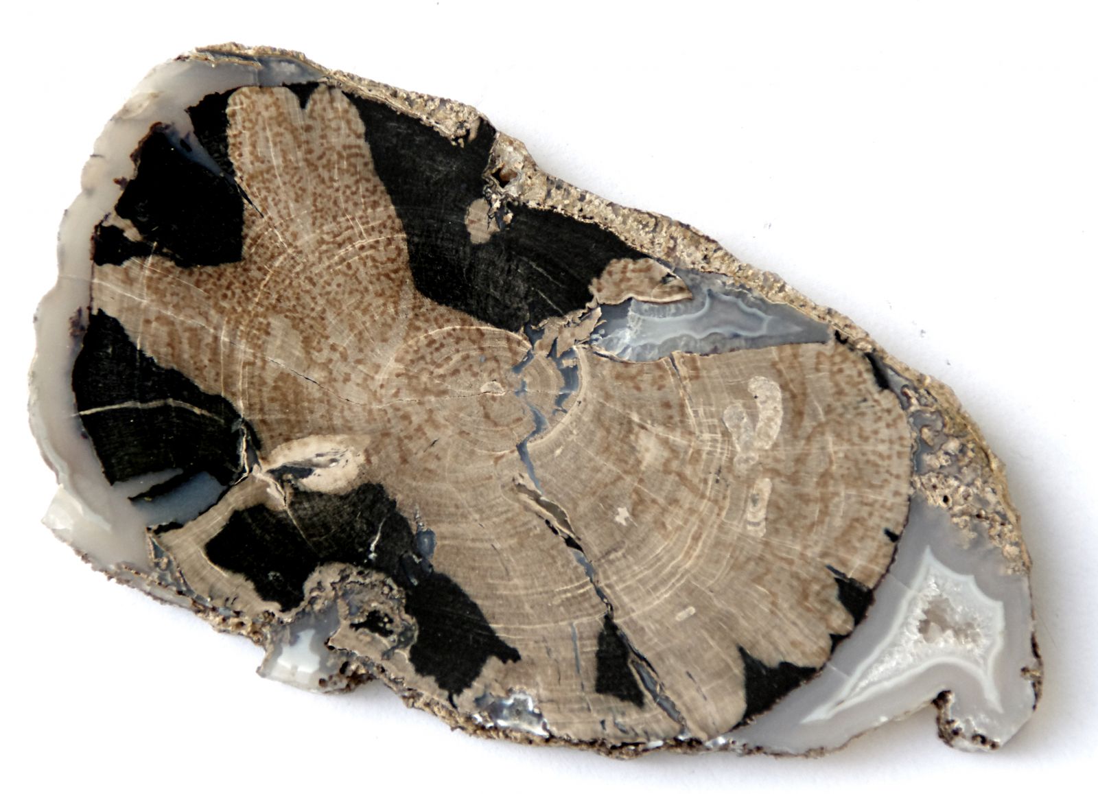 Collection of Fossils - Nature Research Centre