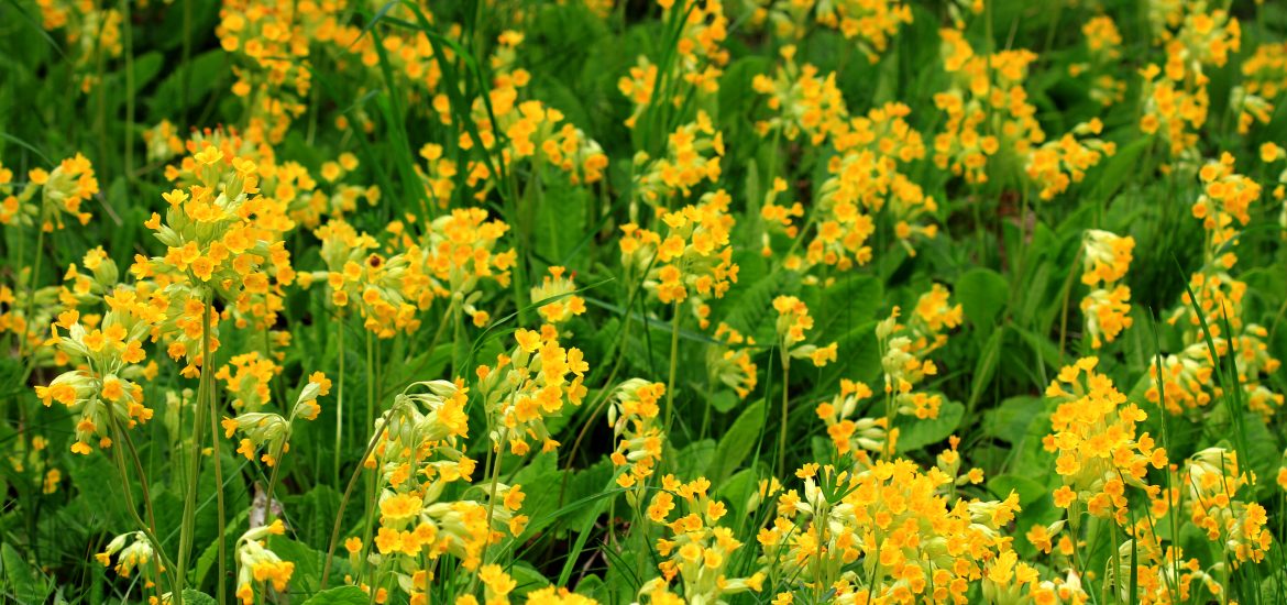 Lietuviški augalų pavadinimai: istorija, dabartis ir ateitis - Gamtos ...