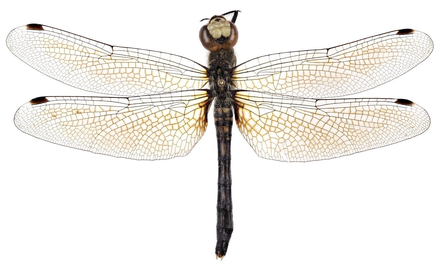 Entomologiniai rinkiniai - Gamtos tyrimų centras