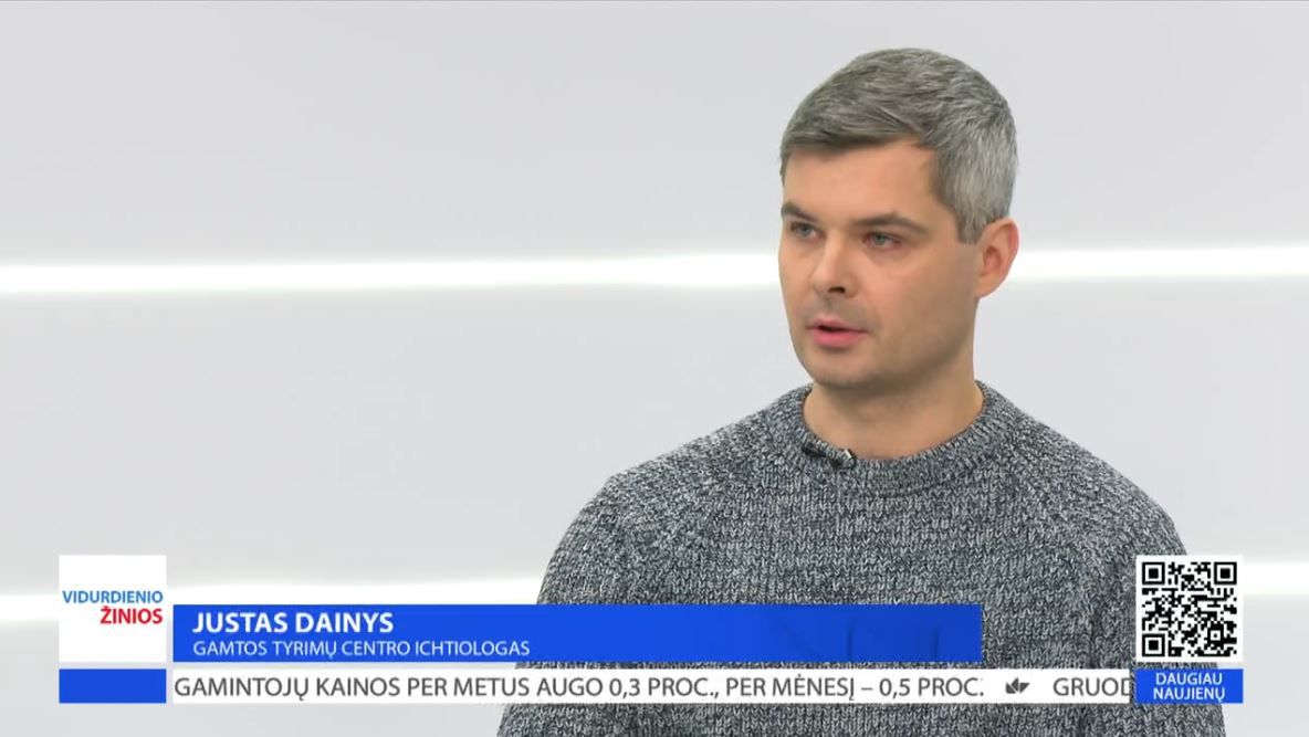 Netikėta kontrabanda – unguriai. Pelningumas nenusileidžia narkotikams ...
